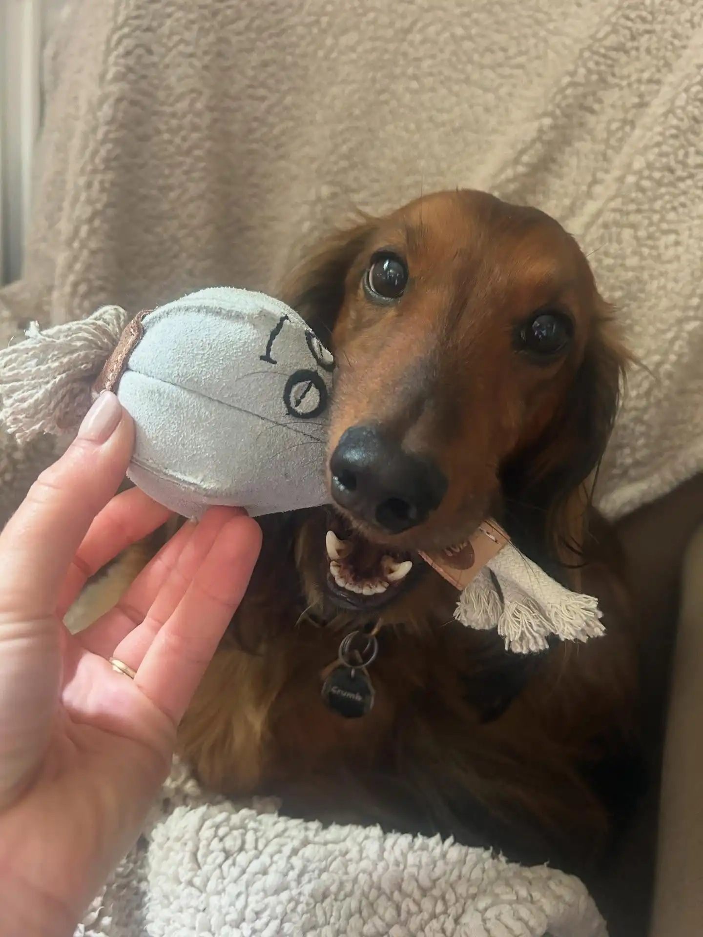 Hounds Dog shop and Groomers – HOUNDS